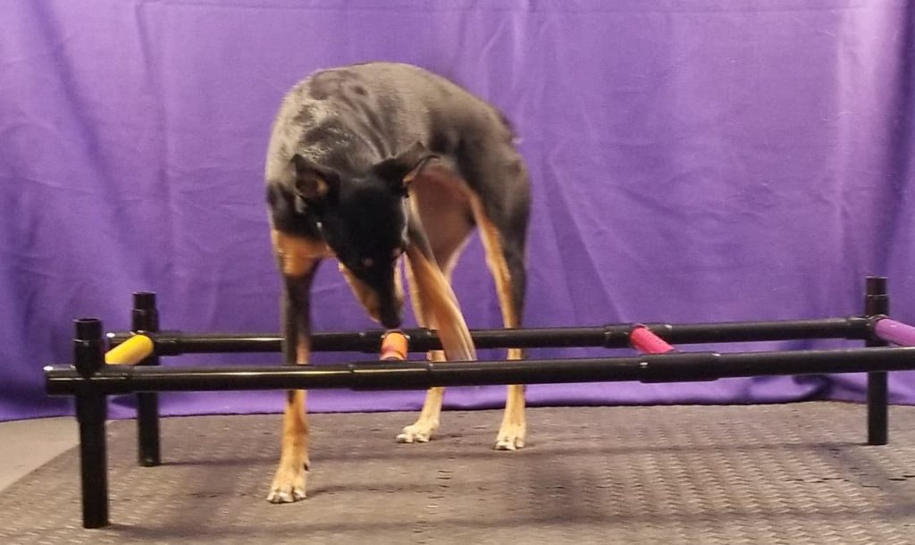 Agility Skills: 12 Exercises for Rear End Awareness