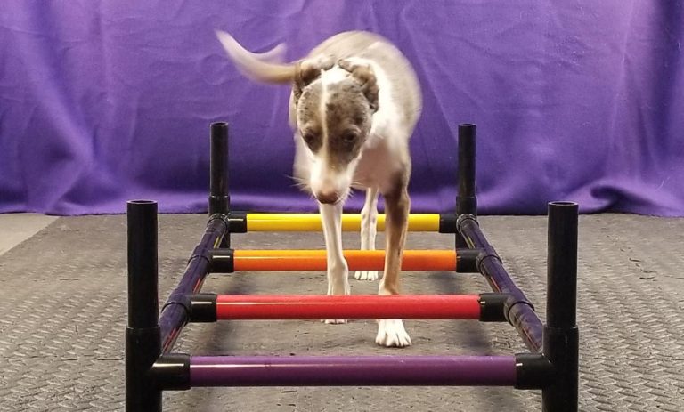 Agility Skills: 12 Exercises for Rear End Awareness