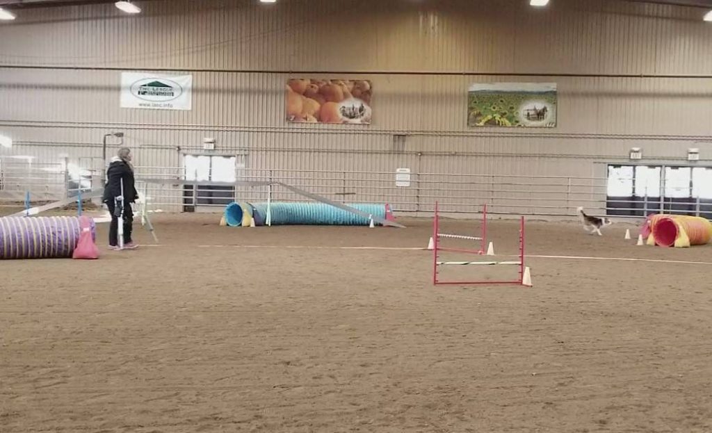 Dog Swapping for Agility and Tricks