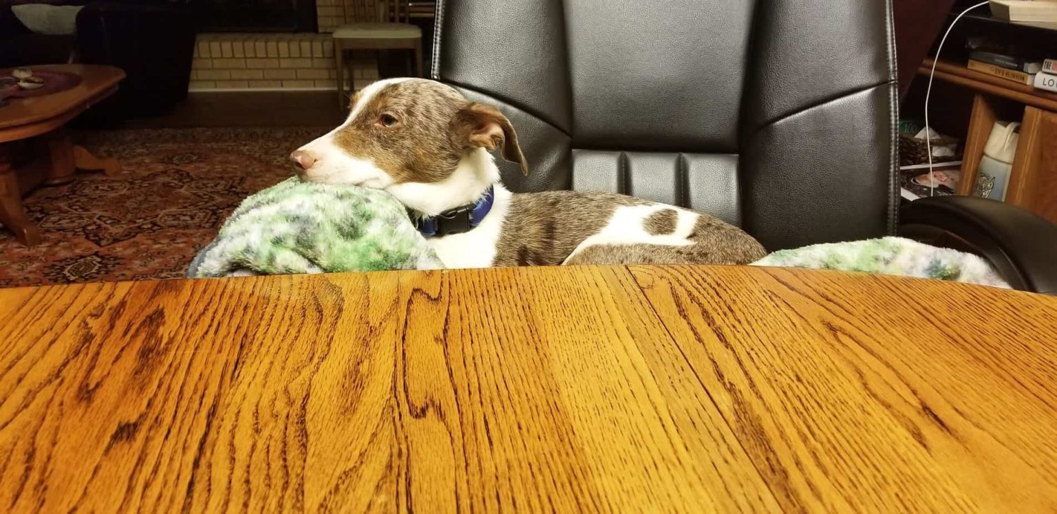 Can Sport Dogs Suffer from Burnout?