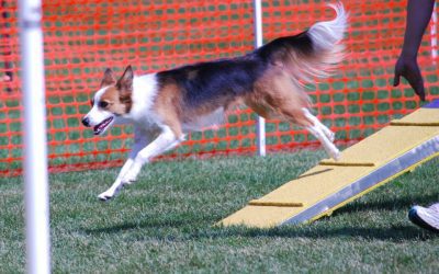 Agility Skills: 12 Exercises for Rear End Awareness | Maximum Fun Dog ...